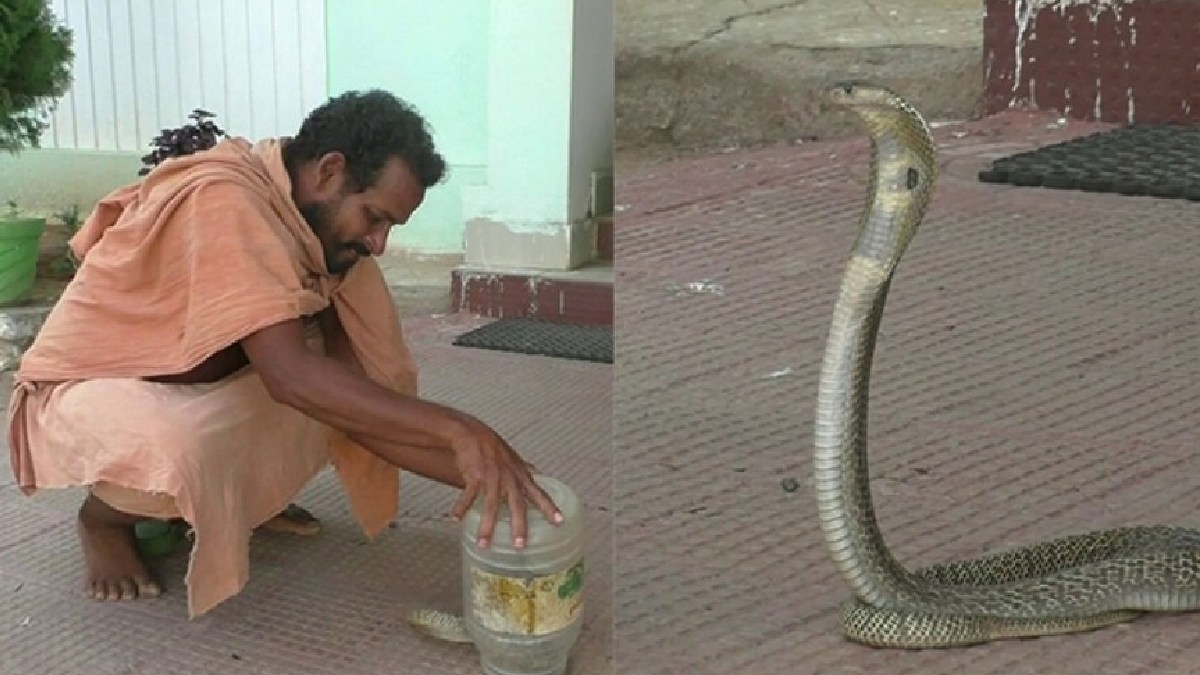 ସାପ ଚୋଟରେ ଚାଲିଗଲା ସାପ ଧରାଳିଙ୍କ ଜୀବନ | snake handler allegedly dies from ...