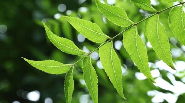 ନିମରେ ସୌନ୍ଦର୍ଯ୍ୟ ଉପଚାର | Neem Benefits for Skin For Acne & Pimples ...