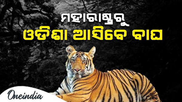ସାତକୋଶିଆରେ ଅଭୟାରଣ୍ୟକୁ ମହାରାଷ୍ଟ୍ରରୁ ଆସିବେ ୧୪ ବାଘ, ପୁଣି ଆରମ୍ଭ ହେବ ବ୍ୟାଘ୍ର ପ୍ରକଳ୍ପ | 14 tigers from ...