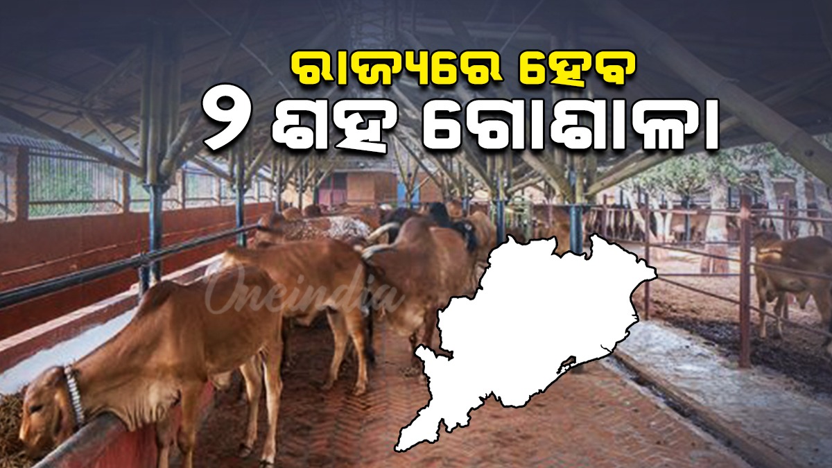 ରାଜ୍ୟରେ ୨ ଶହ ଗୋଶାଳା, ଗୋଖାଦ୍ୟ ପାଇଁ ମିଳିବ ଦୈନିକ ଟଙ୍କା | Govt to Build 200 ...