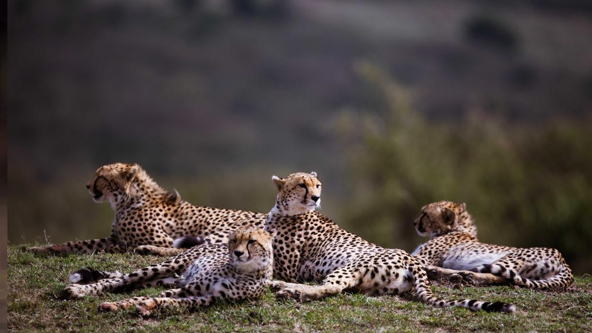 ପୁଣି ମଧ୍ୟପ୍ରଦେଶର କୁନୋ ଜାତୀୟ ପାର୍କରେ ଆଖିବୁଜିଲେ ୨ ଆଫ୍ରିକୀୟ ଚିତା ଶାବକ | 2 ...