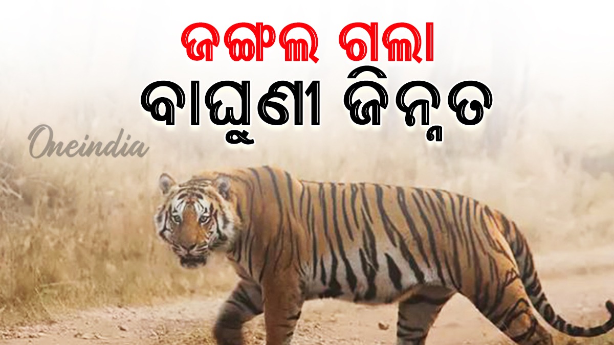 ଜଙ୍ଗଲ ଗଲା ମହାରାଷ୍ଟ୍ରରୁ ଆସିଥିବା ବାଘୁଣୀ | Tigress 'Zeenat' Released Into ...