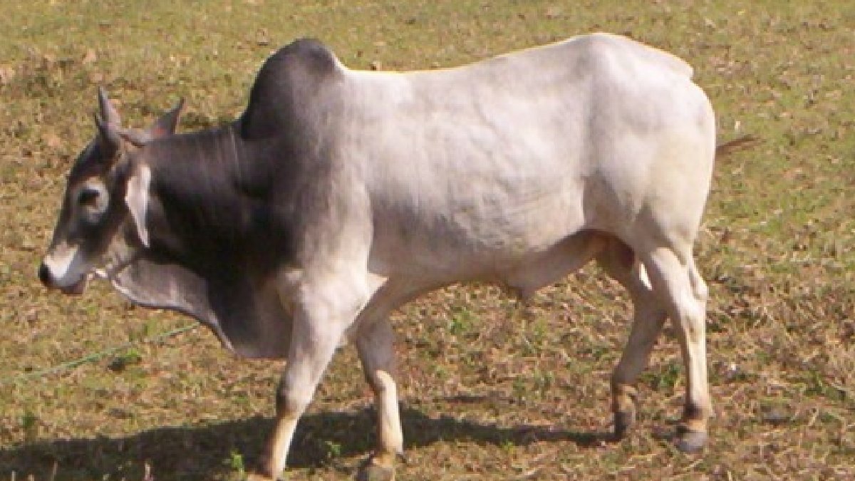 ବିଧାନସଭାରେ ଉଠିଲା ଷଣ୍ଢ ପ୍ରସଙ୍ଗ, ଜାଣନ୍ତୁ ରାଜ୍ୟରେ ଅଛନ୍ତି କେତେ ଷଣ୍ଢ ? | how ...