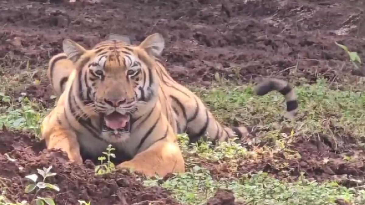 ଟ୍ରାଙ୍କୁଲାଇଜ୍ ହେଲା ‘ଜିନ୍ନତ’ ଅଣାଯିବ ଶିମିଳିପାଳ | Odisha tigress darted in ...
