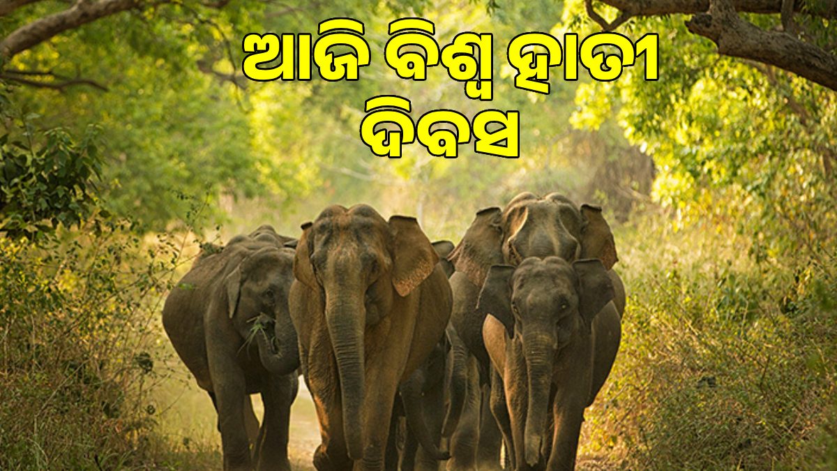 ଆଜି ବିଶ୍ୱ ହାତୀ ଦିବସ, ଜାଣନ୍ତୁ ଆମ ରାଜ୍ୟରେ ଅଛନ୍ତି କେତେ ? | Today is World ...