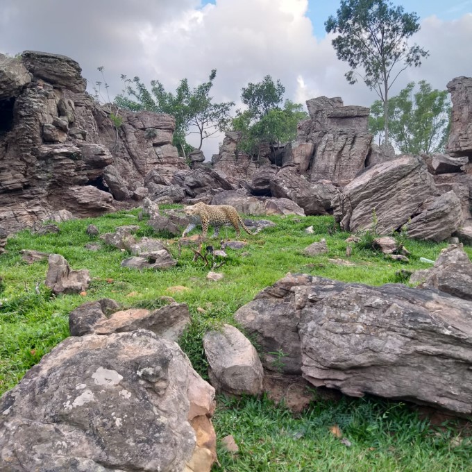 Puducherry Wildlife Sculptures Photos: HD Pictures, Images, News Pics ...