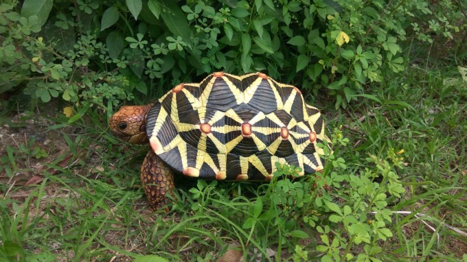 Puducherry Wildlife Sculptures Photos: HD Pictures, Images, News Pics ...