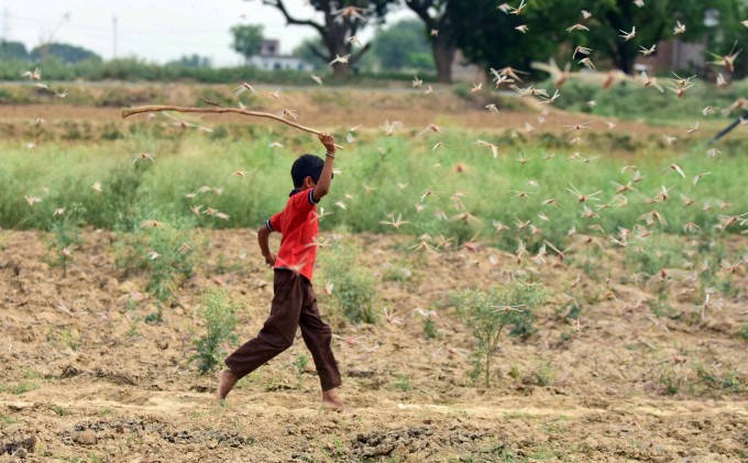 Locusts Attack In India - Oneindia