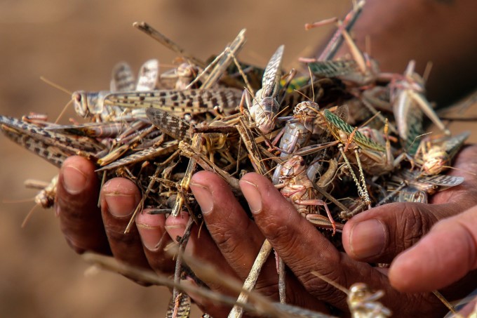 Locusts Attack In India - Oneindia
