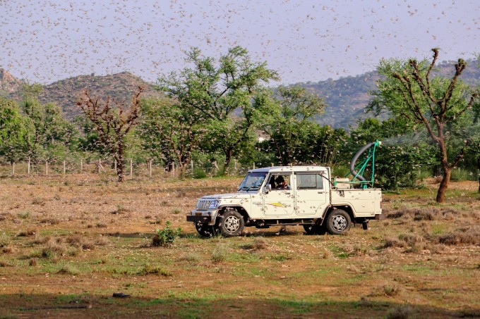 Locusts Attack In India - Oneindia