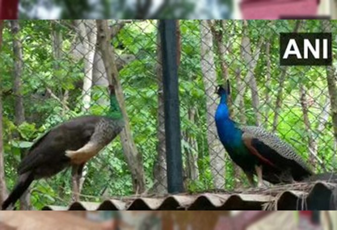 Shimoga Zoo and Safari in Tyavarekoppa reopened - Oneindia