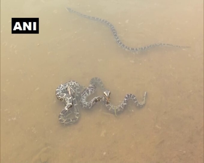 27 python hatchlings released into Chandaka Forest range in Odisha ...