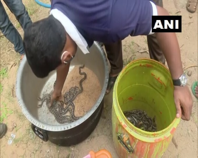 27 python hatchlings released into Chandaka Forest range in Odisha ...