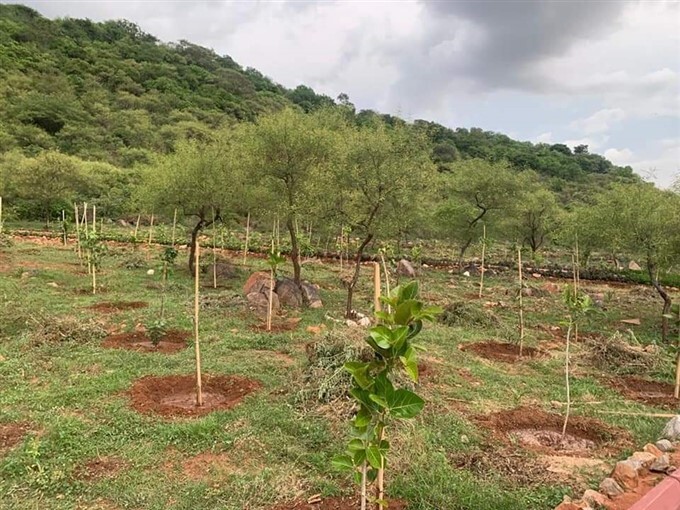 Minister KTR plants saplings as a part of Haritha haram in Amberpet ...