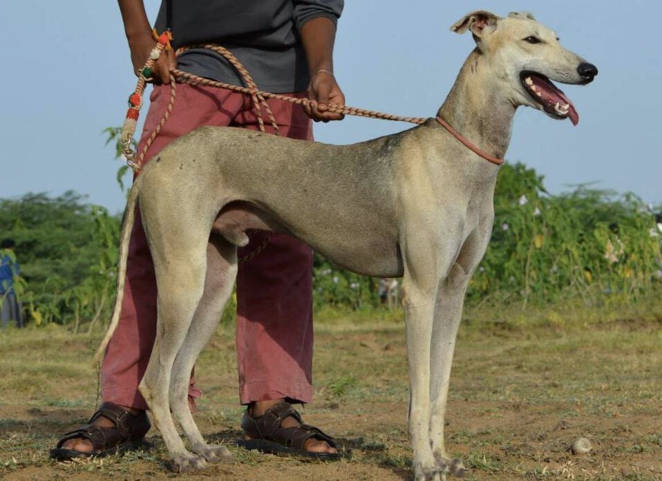 இன்று உலக நாய்கள் தினம்....﻿நாட்டுநாய் இனங்களை காக்க களமிறங்கிய இளைஞர் ...