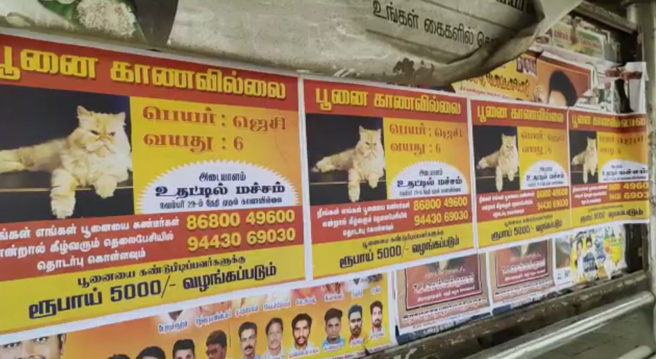 ஜெசியை கண்டுபிடிப்பவர்களுக்கு ரூ.5000...! ஊர் முழுக்க போஸ்டர் ஒட்டிய ...
