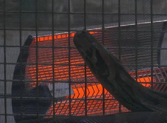 Lucknow zoo install heaters for wild Animals due to cold wave - Oneindia