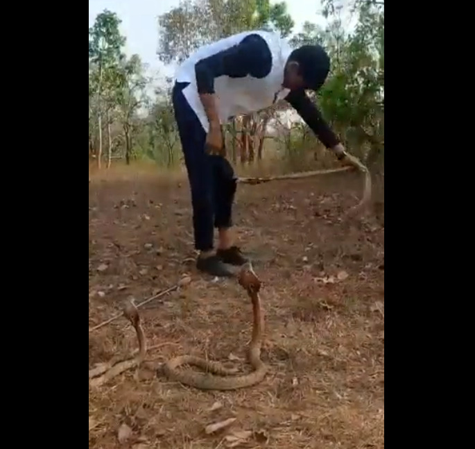 PHOTOS : பாம்பிடம் சேட்டை செய்த இளைஞர்.. செம டென்ஷனான ராஜநாகம் ...