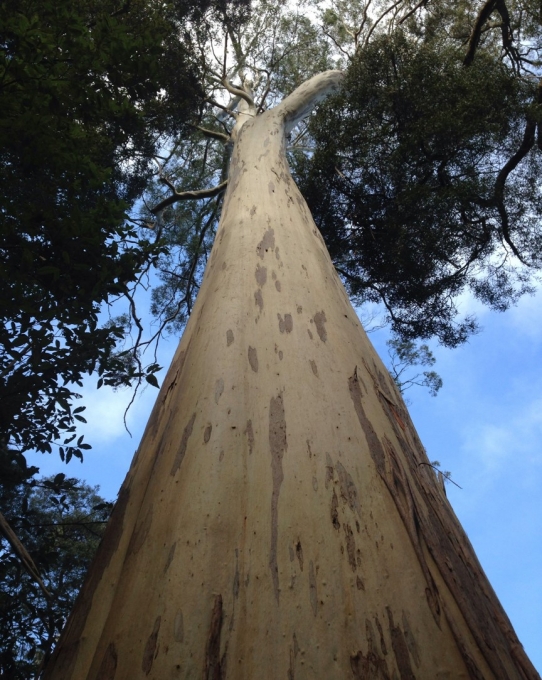 PHOTOS : உலகின் மிக உயரமான டாப் 10 மரங்களின் பட்டியல்.. அதிக உயரம் ...