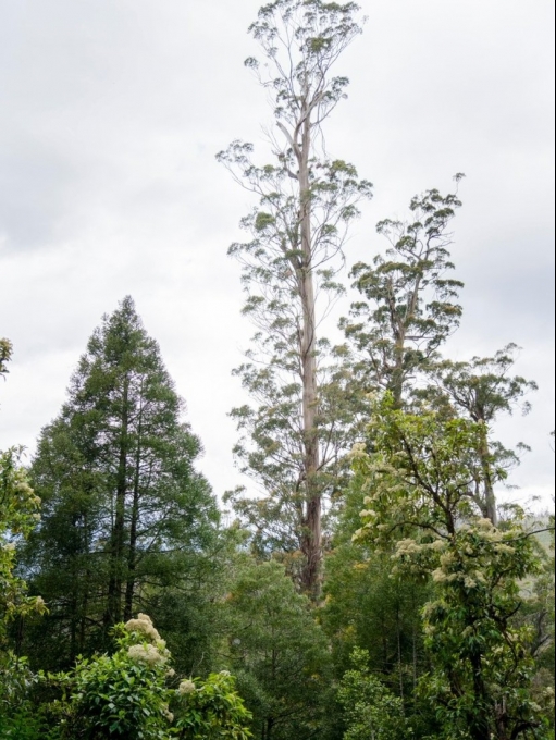 PHOTOS : உலகின் மிக உயரமான டாப் 10 மரங்களின் பட்டியல்.. அதிக உயரம் ...