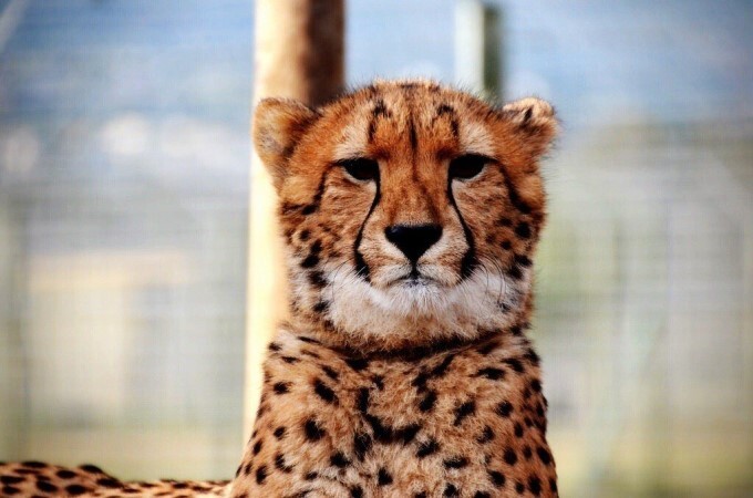 Types Of Cheetah Across The World - Oneindia