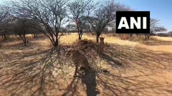 SP Yadav Chief Of Project Cheetah Shares Preparations Details - Oneindia