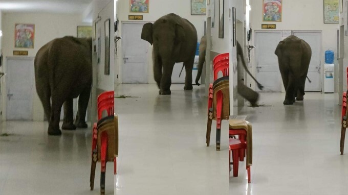 Three elephants entered Hospital in Binnaguri Army Cantonment - Oneindia