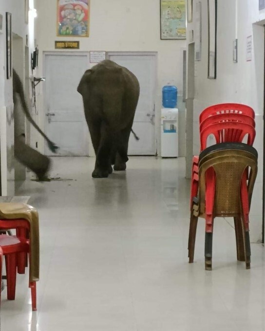 Three elephants entered Hospital in Binnaguri Army Cantonment - Oneindia