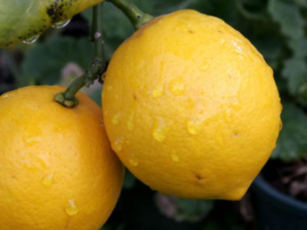 lemon tips for skin: വിയർപ്പ് മണം മാറുന്നില്ലേ: ഒരൊറ്റ ചെറുനാരങ്ങ ...