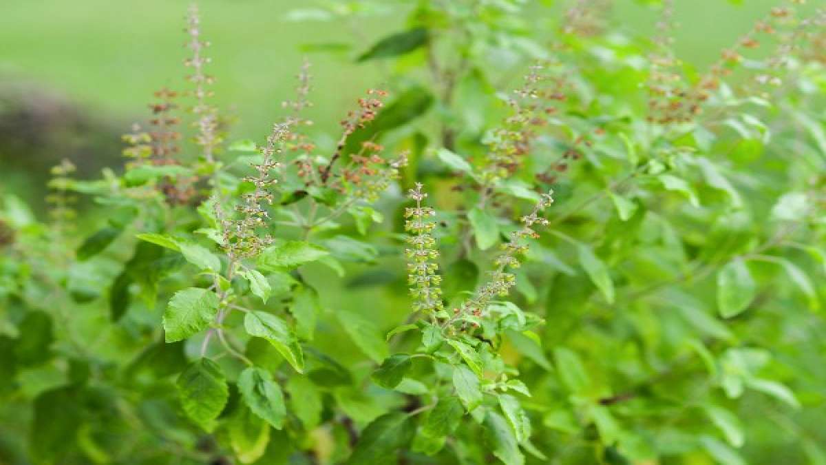 Vastu Tips for Tulsi: വീട്ടില്‍ സമാധാനവും ഐശ്വര്യവും വരാന്‍ ഒരു തുളസി ...