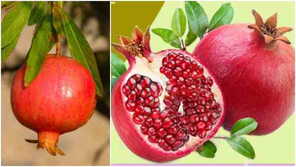 anar; കഴിച്ചാൽ പലതുണ്ട് ഗുണം; നീര് തലമുടിയിലും പുരട്ടാം | Anar Benefits ...