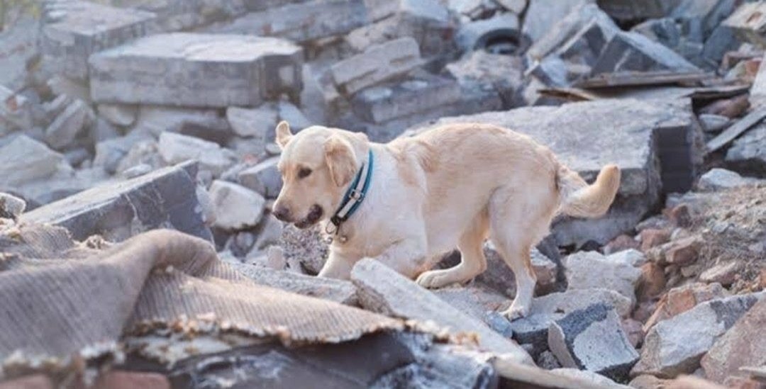 Heart Breaking Photos From Syria And Turkey After The Earthquake - Oneindia