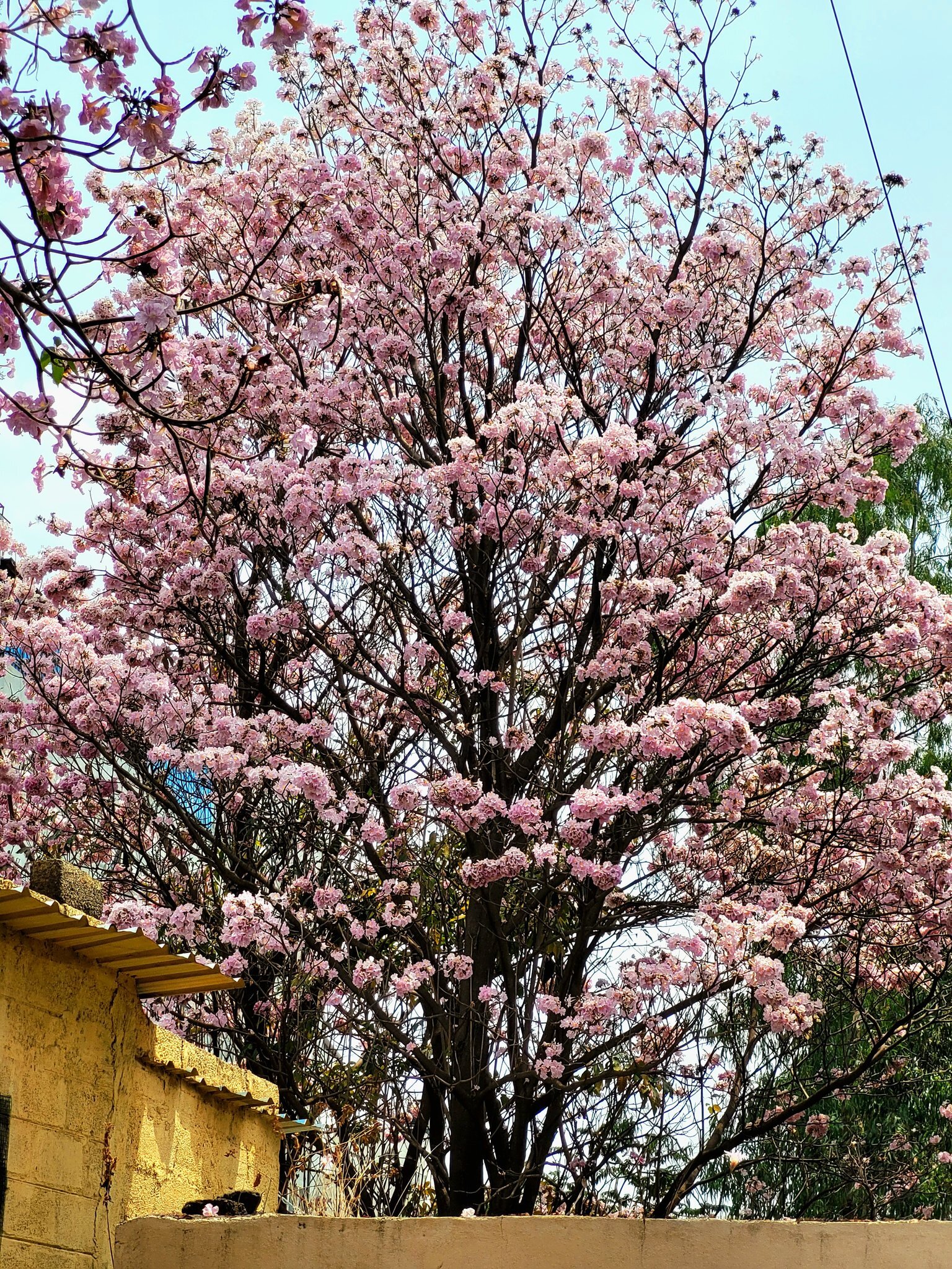 ಉದ್ಯಾನನಗರಿಯನ್ನು ಪಿಂಕ್ ಸಿಟಿ ಮಾಡಿದ ಟಬಿಬಿಯಾ ಸೌಂದರ್ಯ ಸವಿಯಿರಿ | Bengaluru ...