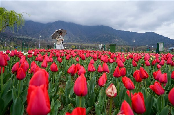 Tulip Flowers In Bloom At Asia's Largest Tulip Garden In Srinagar ...