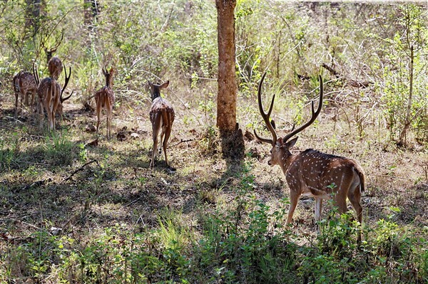 PM Narendra Modi Takes Jungle Safari At Bandipur Tiger Reserve - Oneindia
