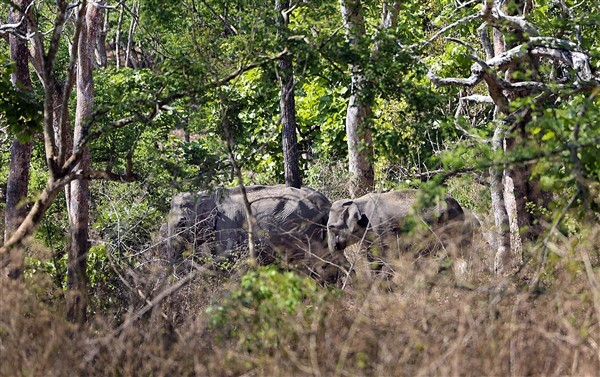 PM Narendra Modi Takes Jungle Safari At Bandipur Tiger Reserve - Oneindia