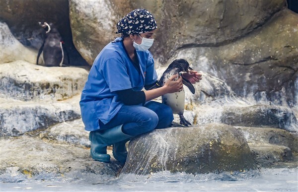 Visit Byculla Zoo This World Penguin Day In Mumbai; See Visuals Here ...