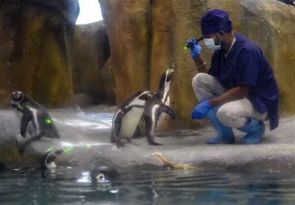 Visit Byculla Zoo This World Penguin Day In Mumbai; See Visuals Here ...