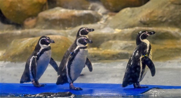 Visit Byculla Zoo This World Penguin Day In Mumbai; See Visuals Here ...