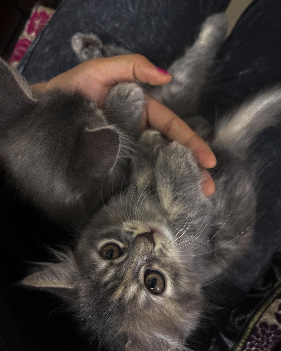 PHOTOS: நடிகை ஷபானா என்ன செல்லப்பிராணி வச்சிருக்காங்க தெரியுமா? அட ...