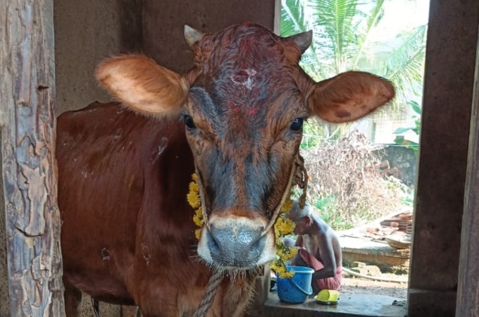 ದೀಪಾವಳಿ ಮೂರನೇ ದಿನ ಗೋಪೂಜೆ ಸಂಭ್ರಮ: ಏನಿದರ ಮಹತ್ವ..? | Diwali 2023: Go Pooja ...