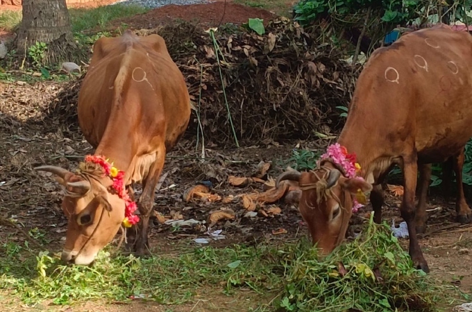 ದೀಪಾವಳಿ ಮೂರನೇ ದಿನ ಗೋಪೂಜೆ ಸಂಭ್ರಮ: ಏನಿದರ ಮಹತ್ವ..? | Diwali 2023: Go Pooja ...