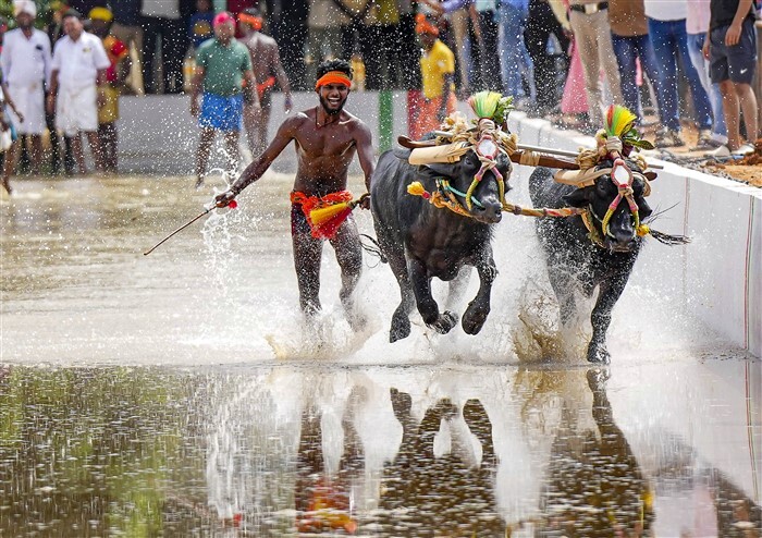 In Pics: Bangalore Gears Up For First Kambala Event - Oneindia