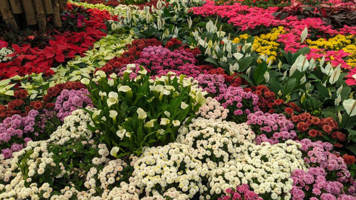 In Pics: Lalbagh Flower Show Honors Vishwa Guru Basavanna & Other ...