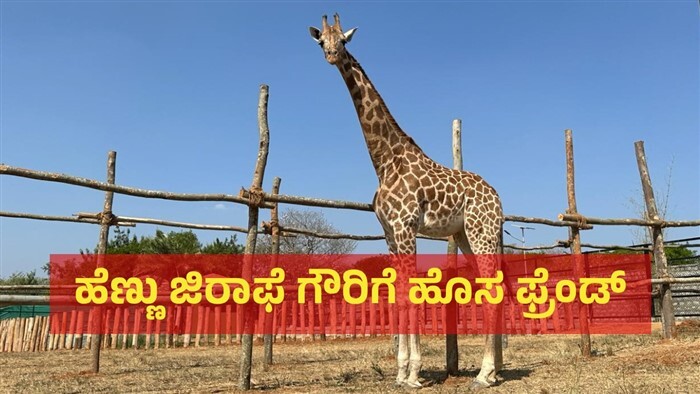 ಅದ್ಭುತಗಳ ಆಗರ ನಮ್ಮ ಬನ್ನೇರುಘಟ್ಟಕ್ಕೆ ಸ್ವಾಗತ ‘ಶಿವಾನಿ’! | Bannerghatta Zoo ...