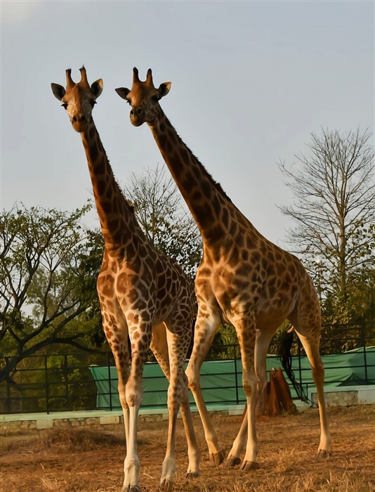 ಅದ್ಭುತಗಳ ಆಗರ ನಮ್ಮ ಬನ್ನೇರುಘಟ್ಟಕ್ಕೆ ಸ್ವಾಗತ ‘ಶಿವಾನಿ’! | Bannerghatta Zoo ...