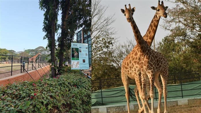 ಅದ್ಭುತಗಳ ಆಗರ ನಮ್ಮ ಬನ್ನೇರುಘಟ್ಟಕ್ಕೆ ಸ್ವಾಗತ ‘ಶಿವಾನಿ’! | Bannerghatta Zoo ...