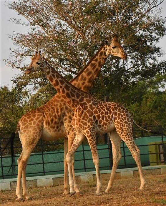 ಅದ್ಭುತಗಳ ಆಗರ ನಮ್ಮ ಬನ್ನೇರುಘಟ್ಟಕ್ಕೆ ಸ್ವಾಗತ ‘ಶಿವಾನಿ’! | Bannerghatta Zoo ...