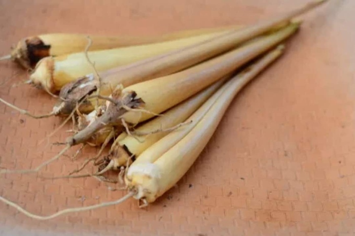 తరచూ తాటి తేగలు తింటే ఎన్ని ఆరోగ్య ప్రయోజనాలో తెలుసా? | Do You Know How ...