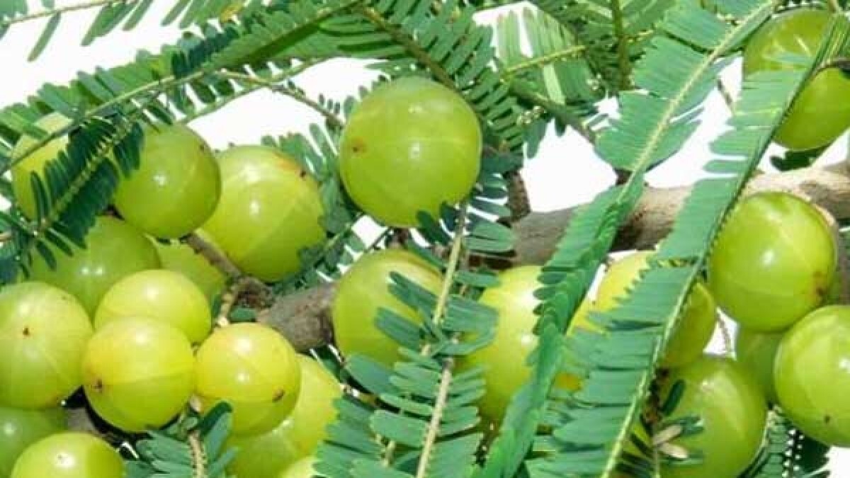 ആദ്യം കയ്ക്കും പിന്നെ മധുരിക്കും; നെല്ലിക്കയുടെ ആരോഗ്യ ഗുണങ്ങളും ...